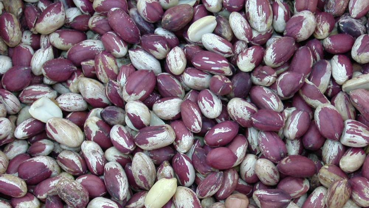 CWR in the UNEP/GEF Project Countries: Crop Wild Relatives